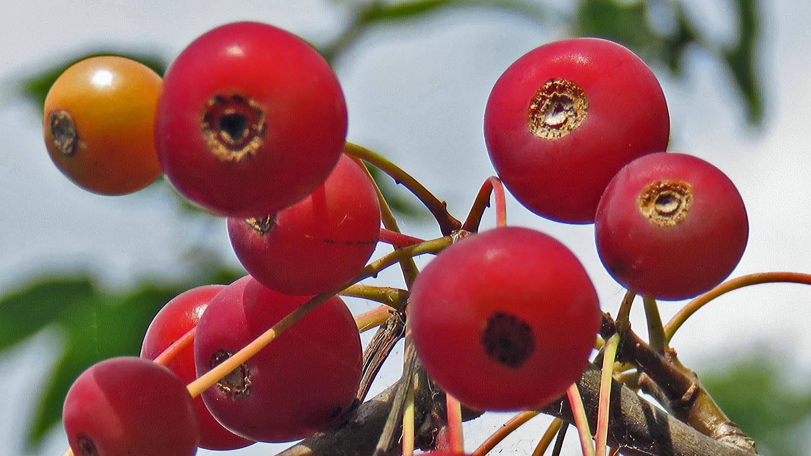 Flowering Crabapple | RegenAxe