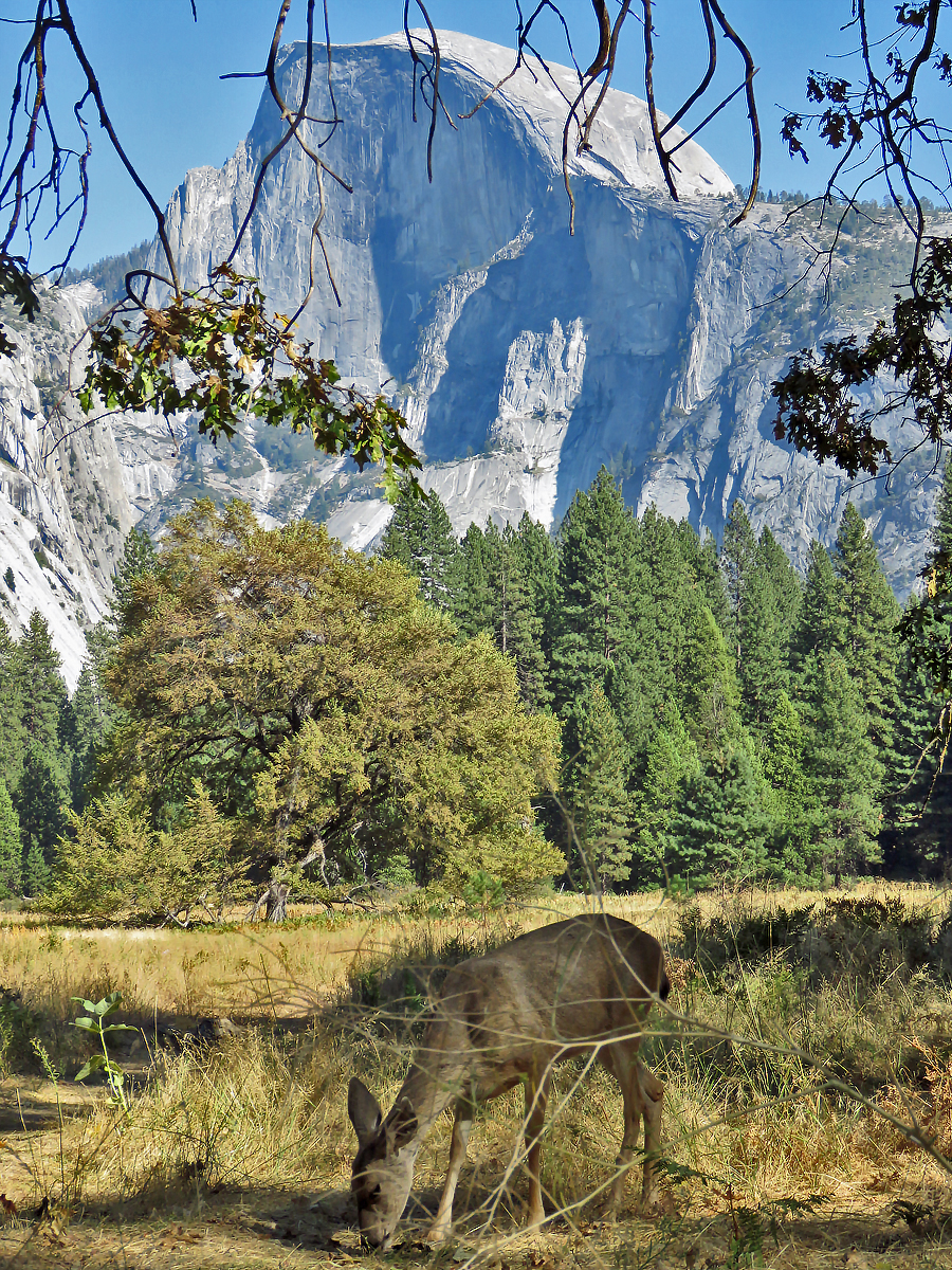 Smarter Than the Average Bear | RegenAxe