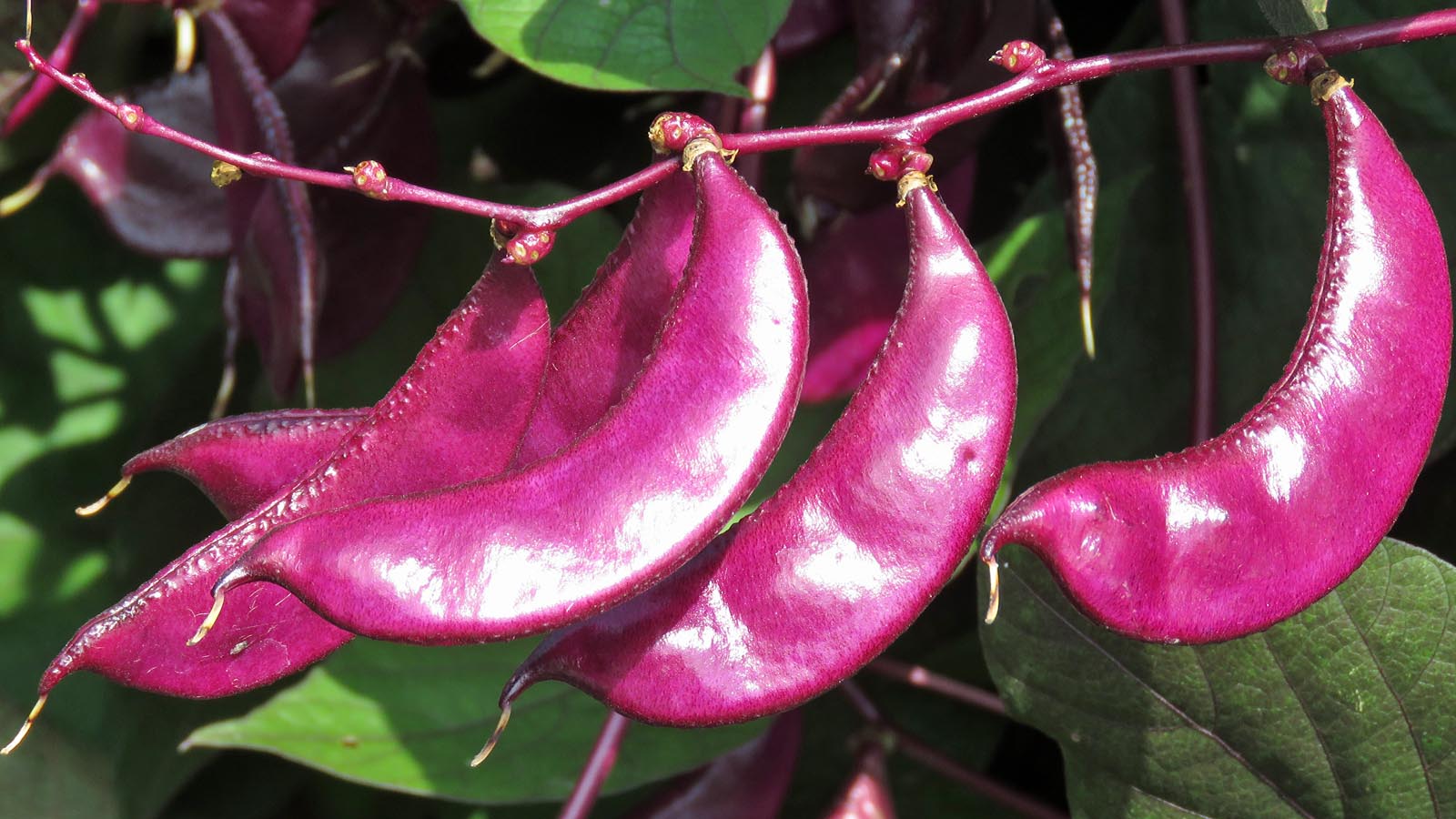 Hyacinth Beans | RegenAxe