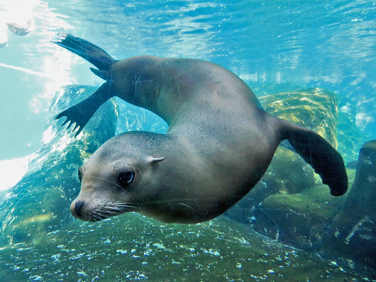 Dancing Sea Lion | RegenAxe