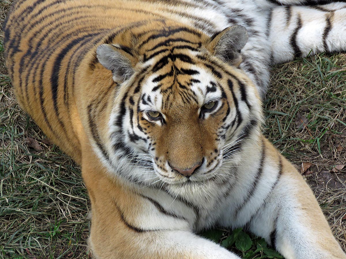 Waldemere the Amur Tiger | RegenAxe