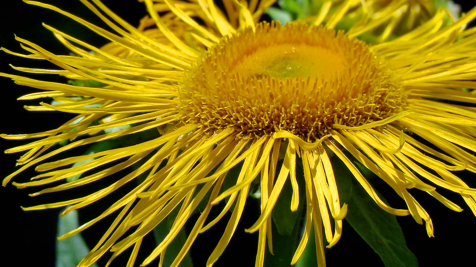 Ox-eye Daisy | RegenAxe