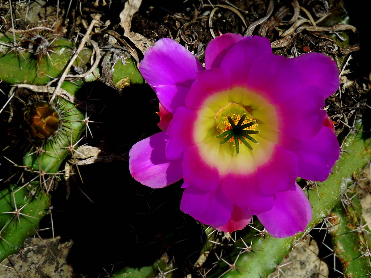 A Series of Unfortunate Events | RegenAxe