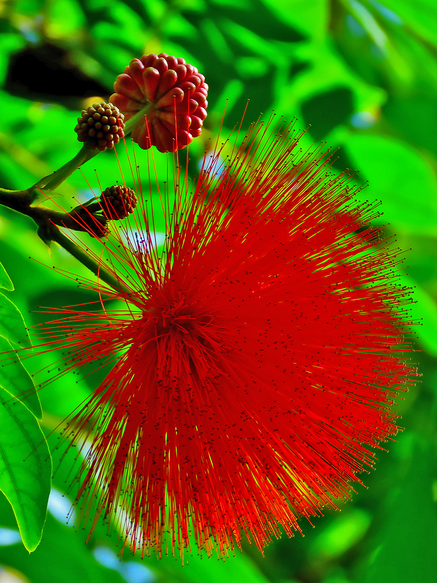 Red Powder Puff Blossom | RegenAxe