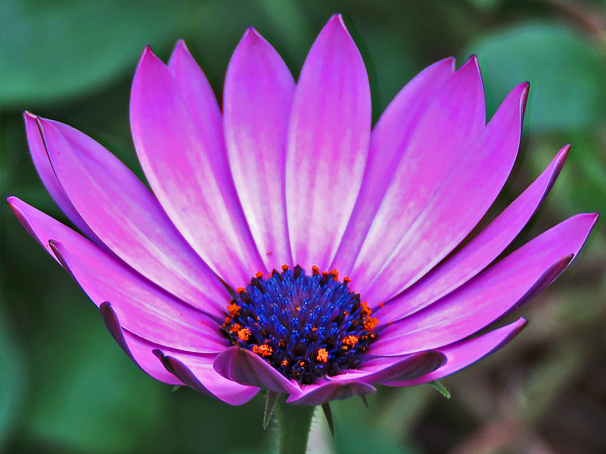 African Daisy | RegenAxe