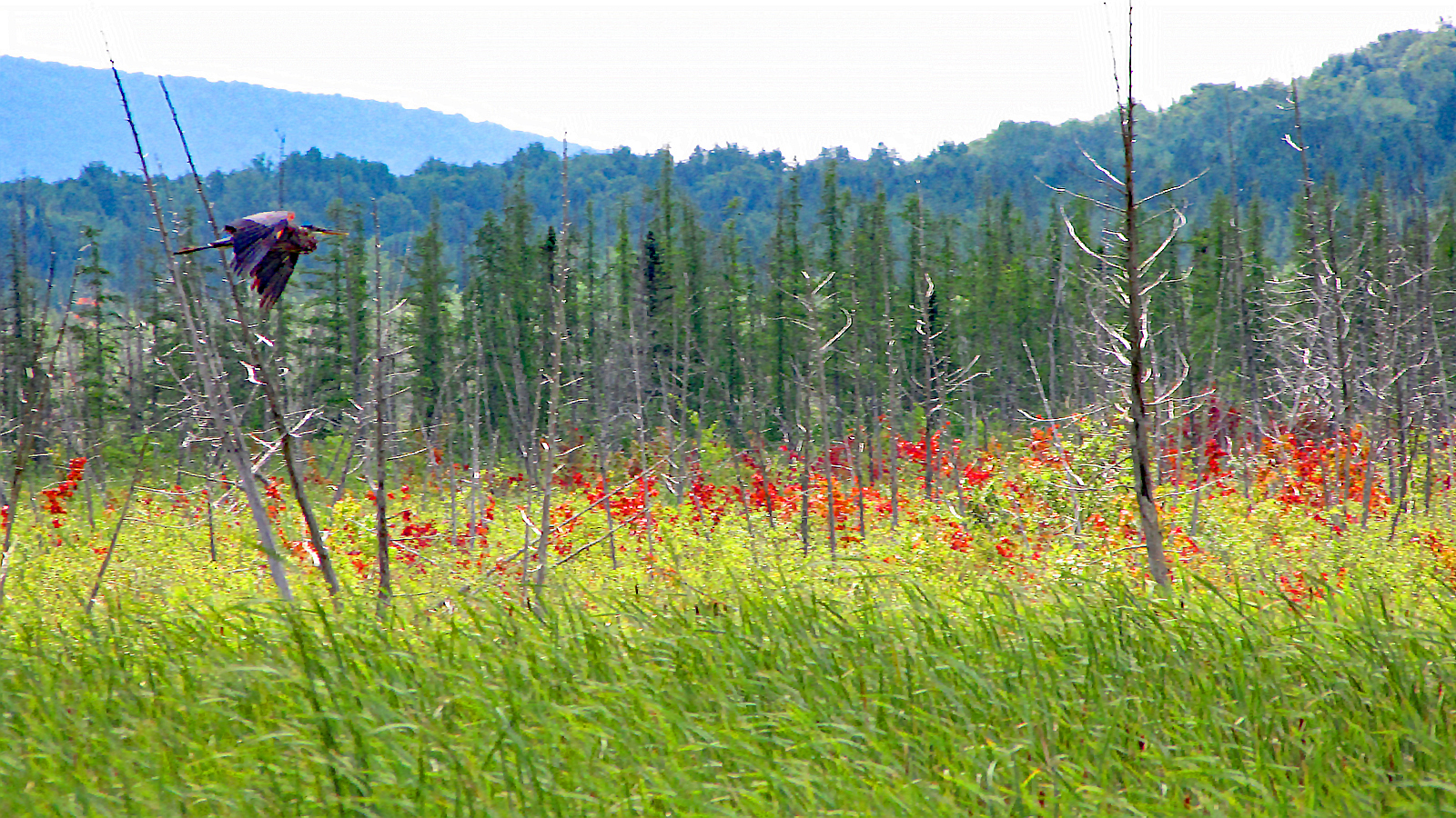 Heavy Metal-Cow Farts-Climate Change | RegenAxe