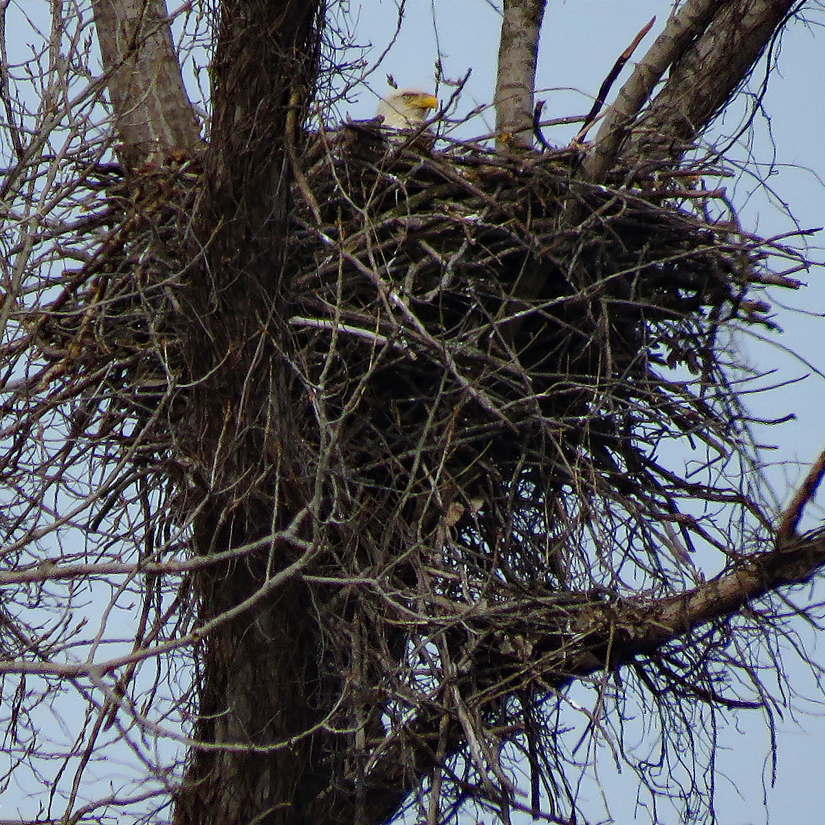 Crossing the Streams | RegenAxe