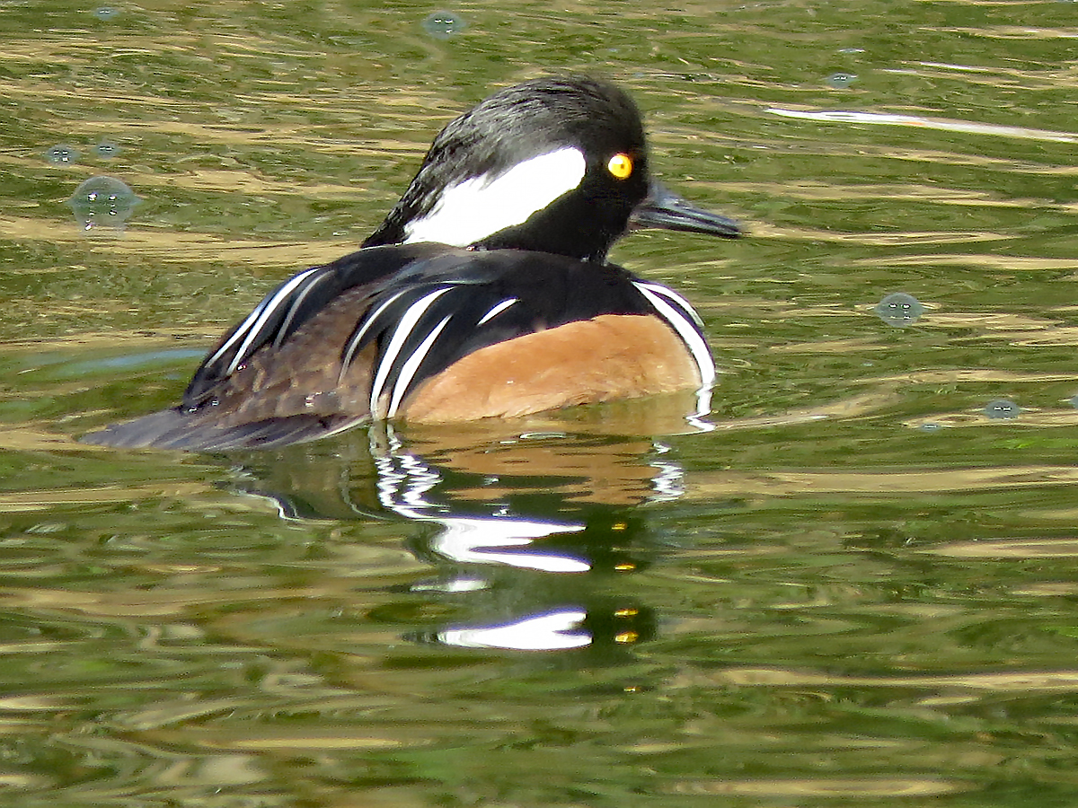 Hooded Merganser | RegenAxe