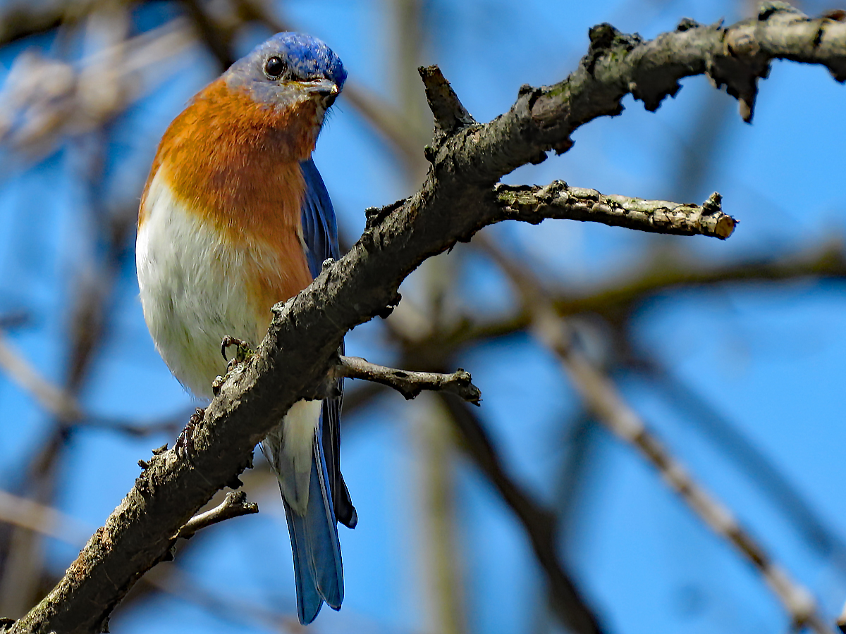 Eastern Bluebird | RegenAxe