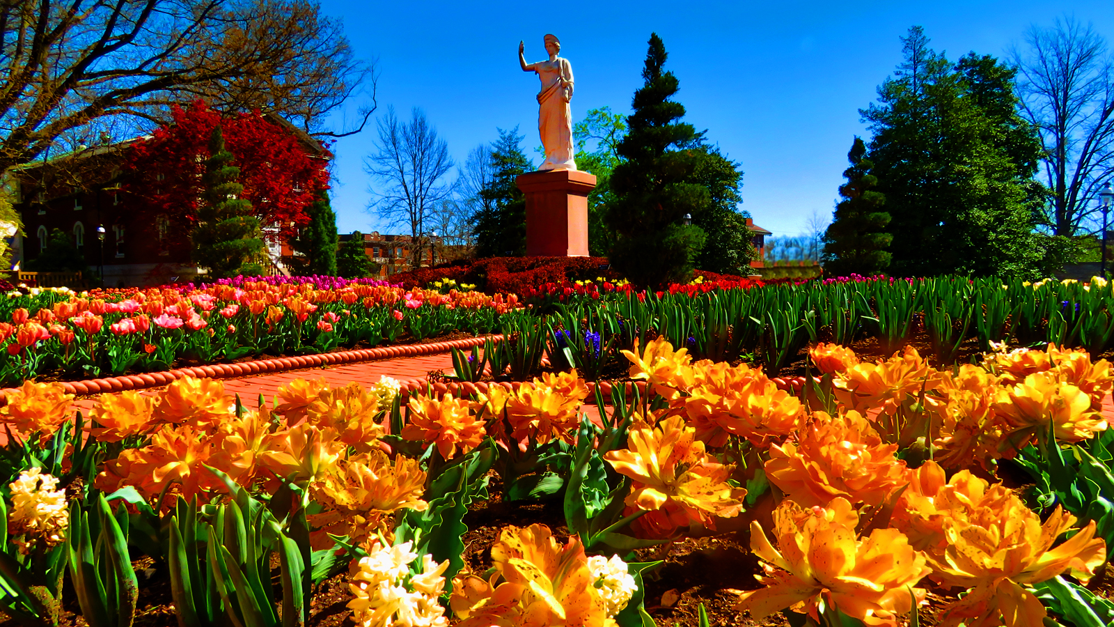 Juno’s Garden | RegenAxe