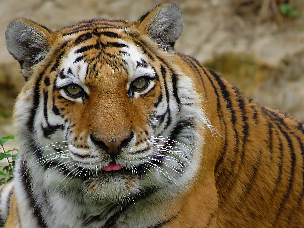 Siberian Tiger | RegenAxe