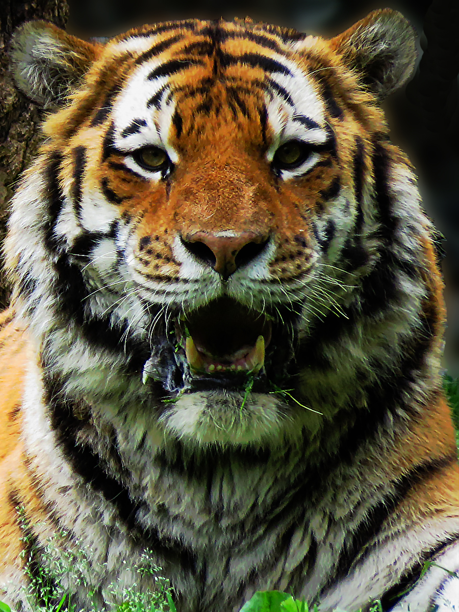 Grass in Your Teeth? | RegenAxe