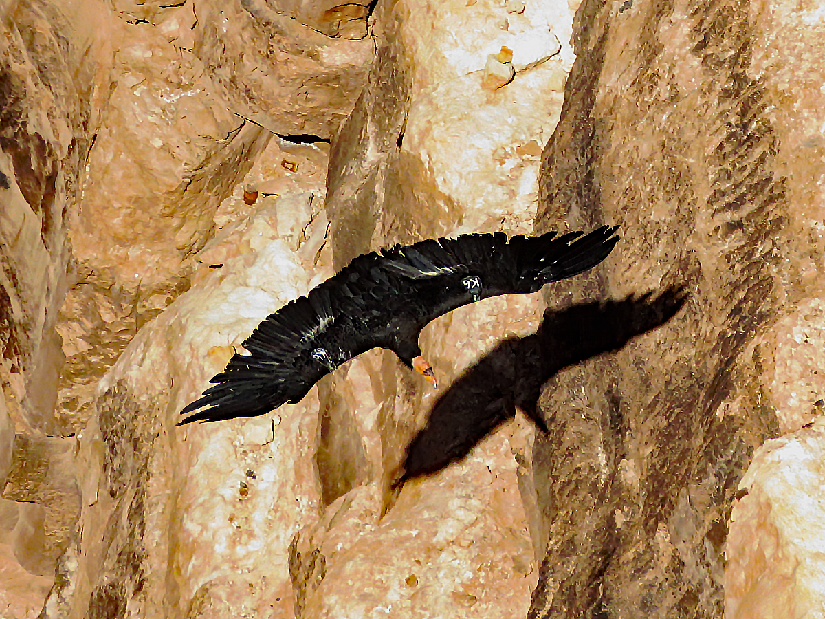 My Other Flying Condor Shot | RegenAxe