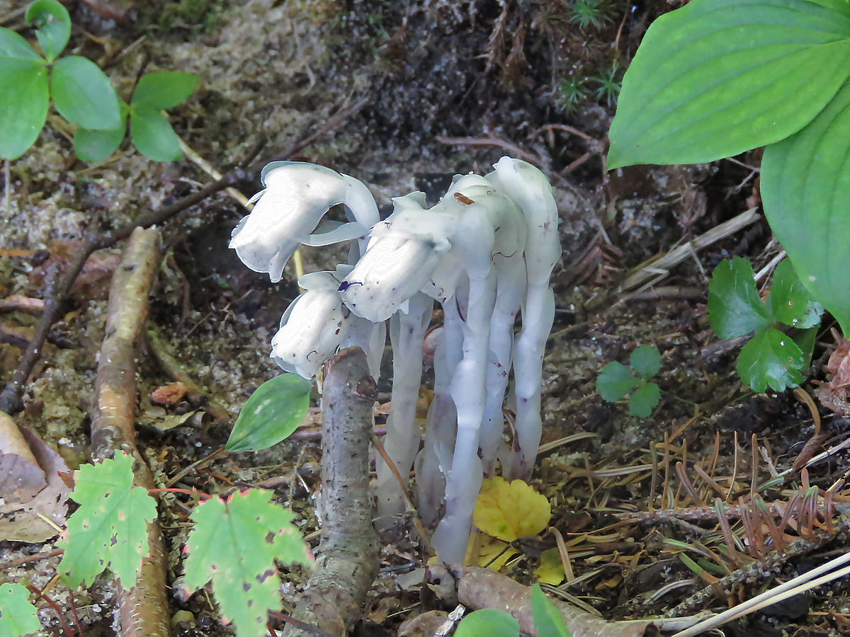 Indian Pipe | RegenAxe