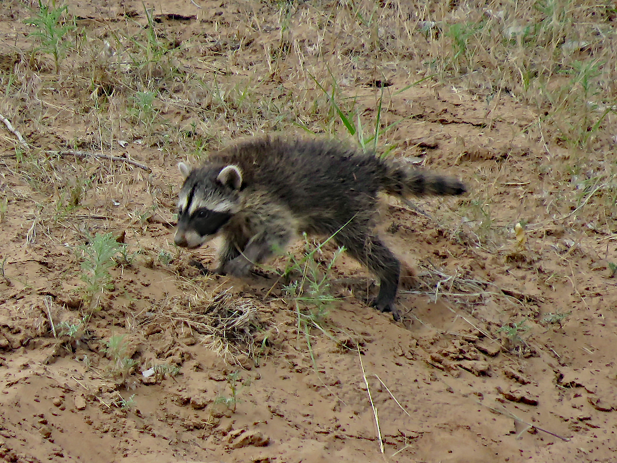 A Raccoon Kit | RegenAxe