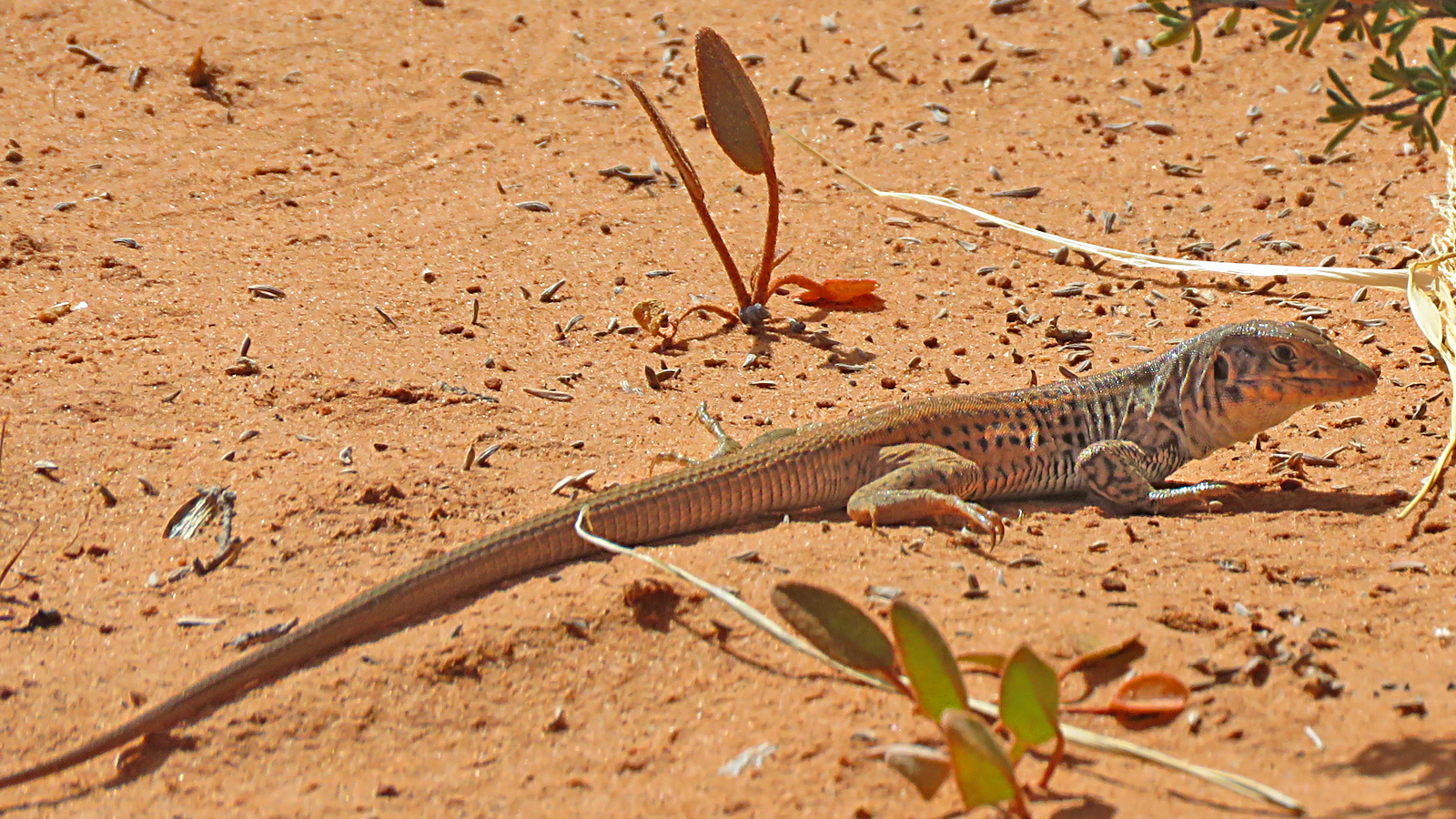 Tiger Whiptail Lizard | RegenAxe
