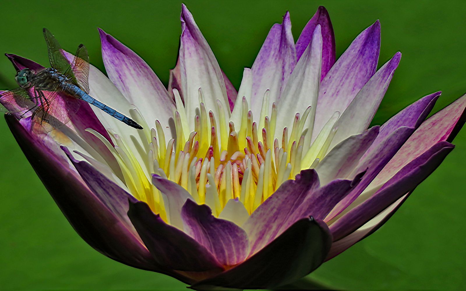 Dragonfly on Water Lily | RegenAxe