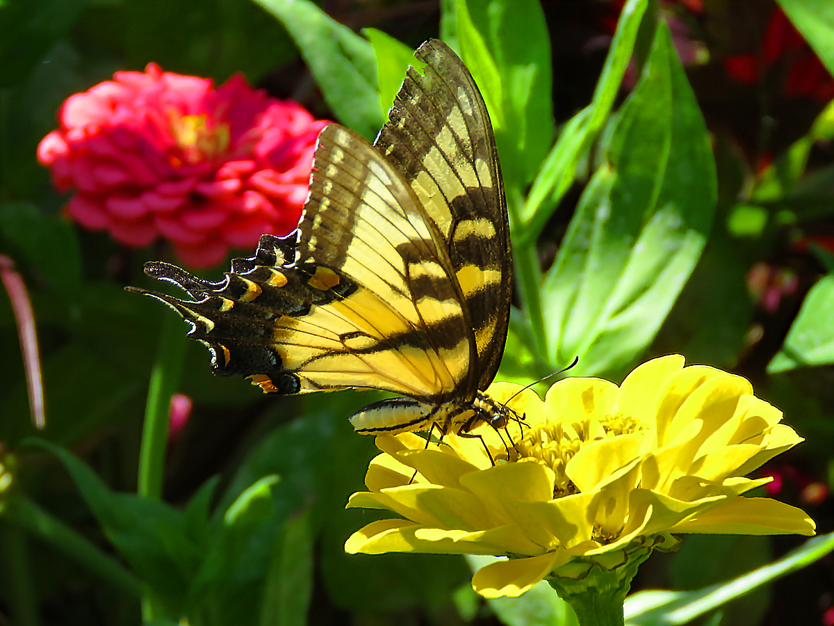 Swallowtail on a Yellow Zinnia | RegenAxe