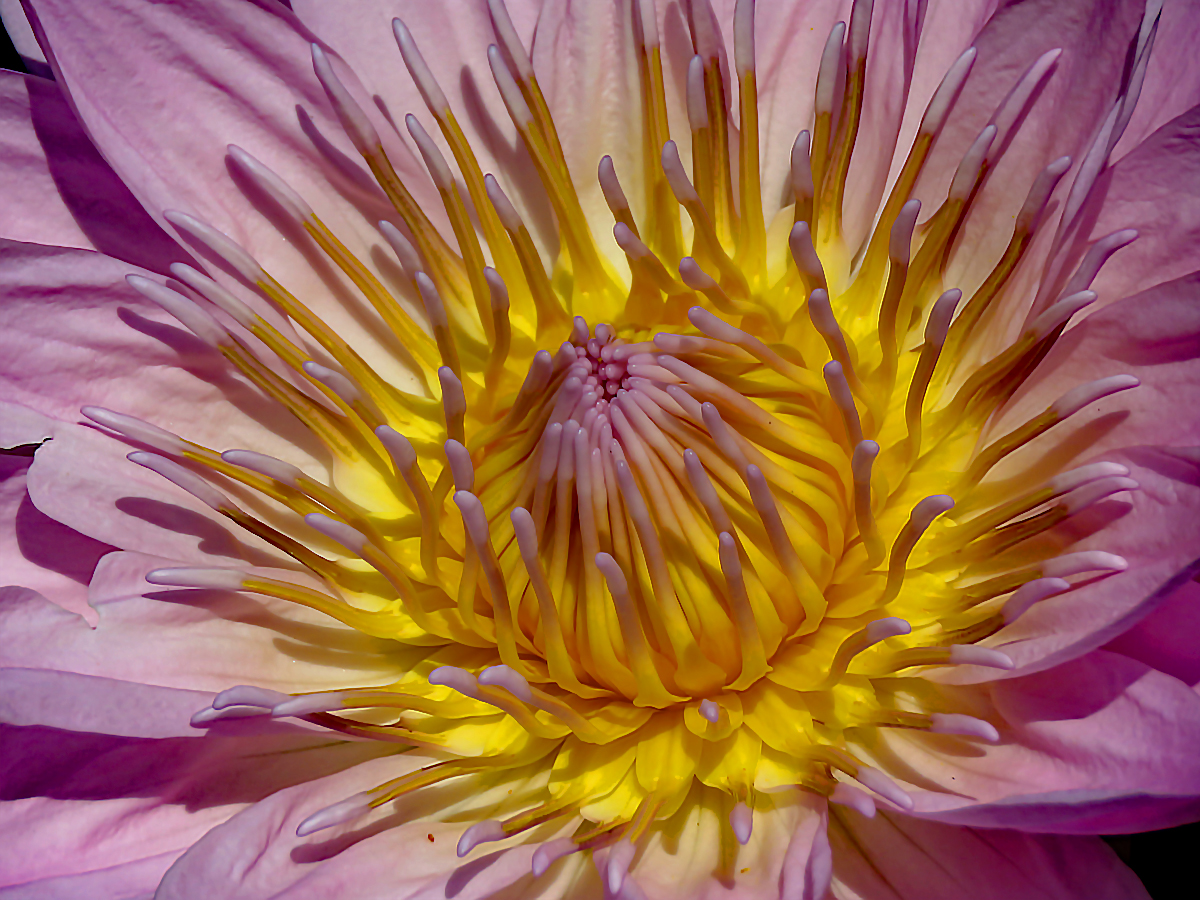 Pink Tropical Water Lily | RegenAxe