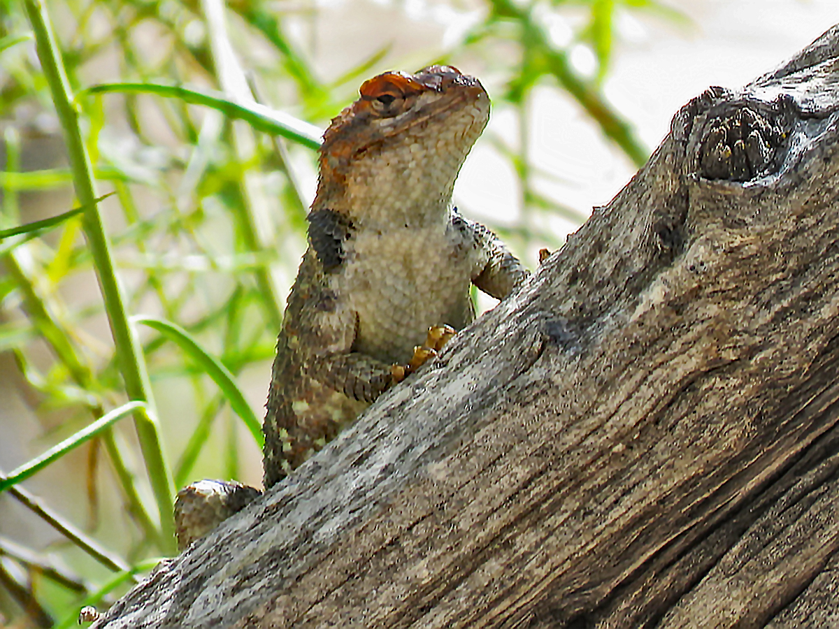Yellow-backed Spiny Lizard | RegenAxe