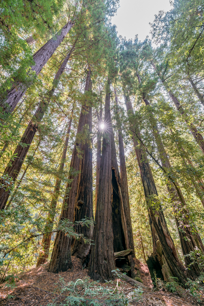 Big Basin | RegenAxe