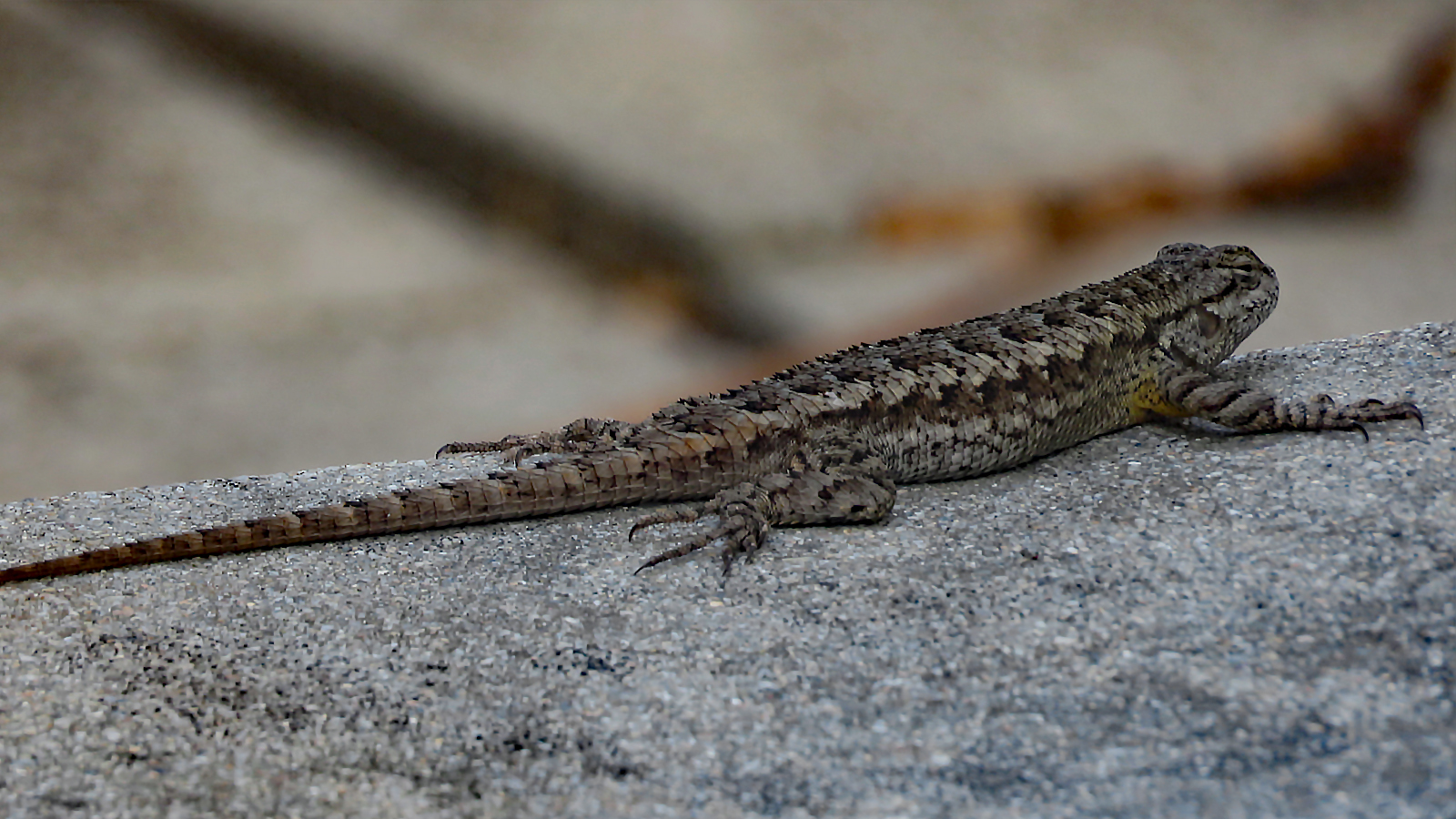 Coast Range Fence Lizard | RegenAxe