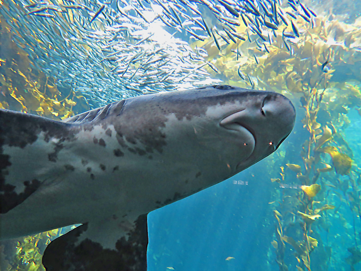 Leopard Shark | RegenAxe