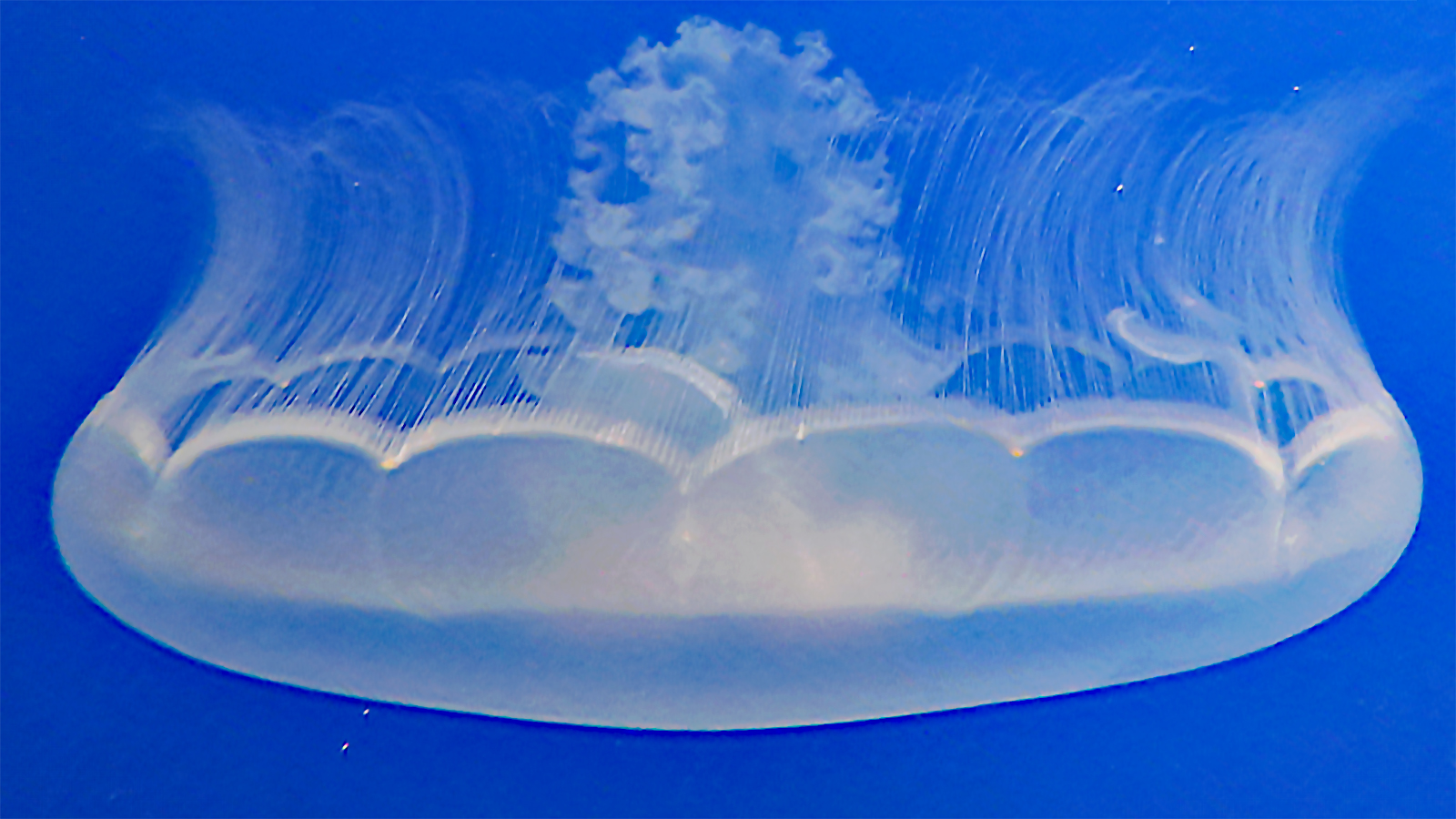 Moon Jelly | RegenAxe