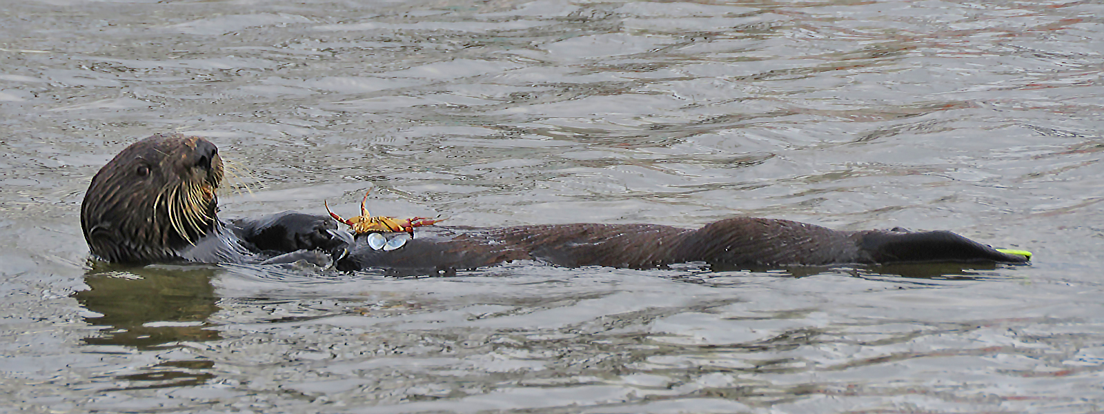 Otter with Seafood Platter | RegenAxe