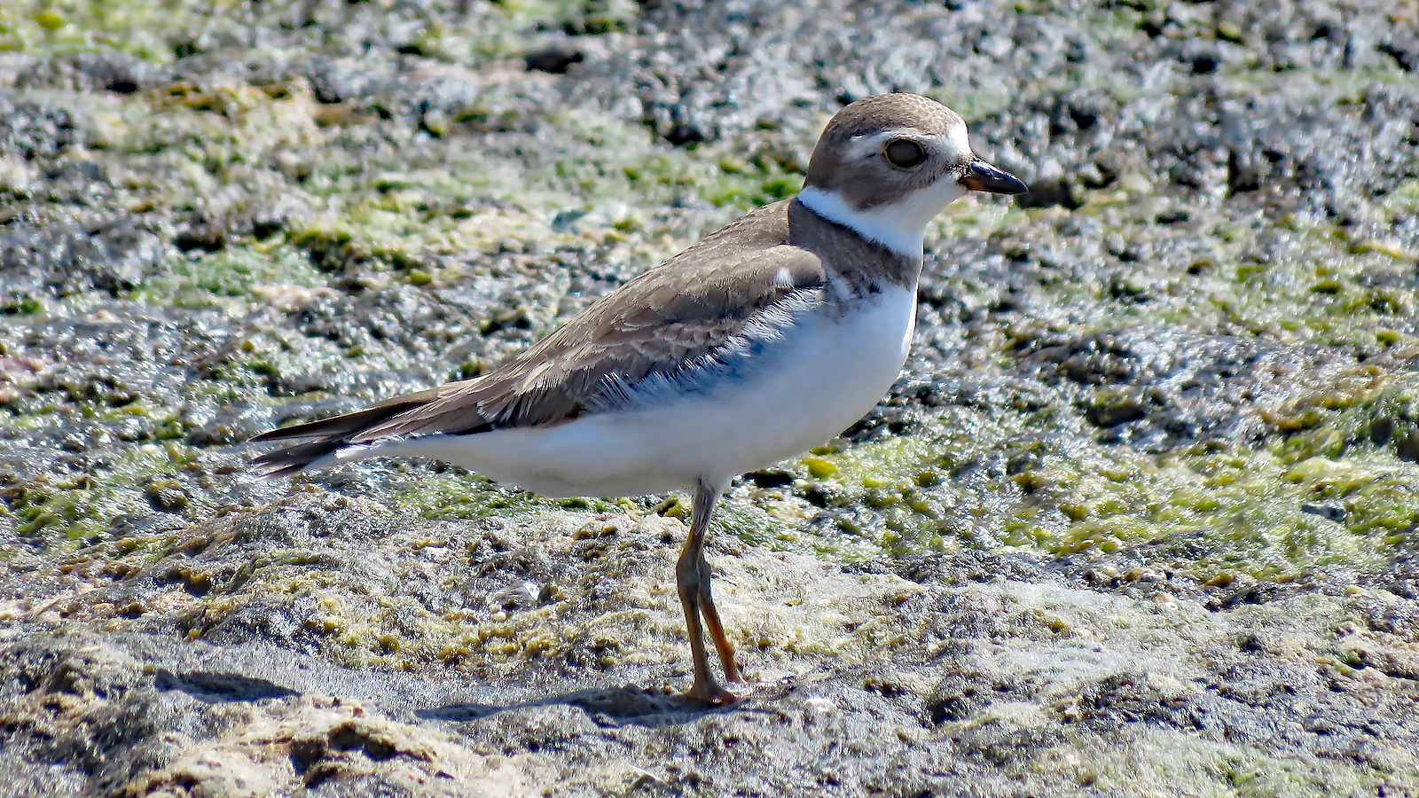 Semipalmated Plover | RegenAxe