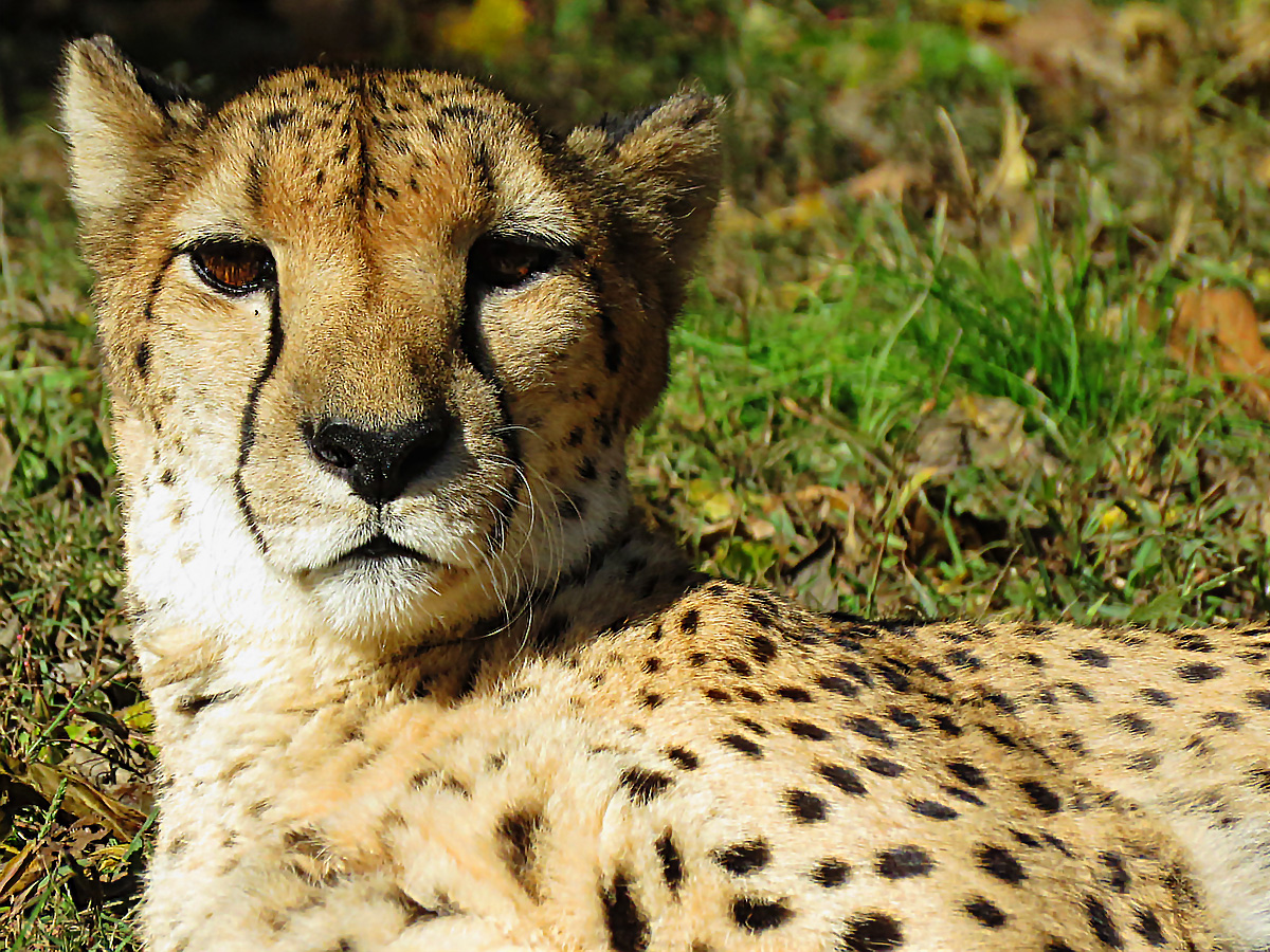Cheetahs Never Prosper | RegenAxe