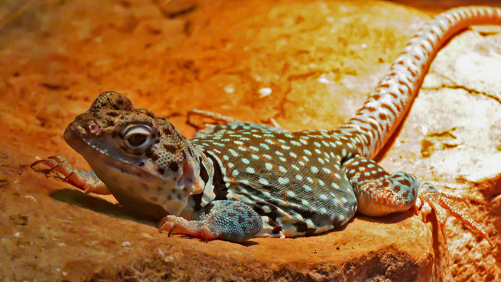 Collared Lizard | RegenAxe