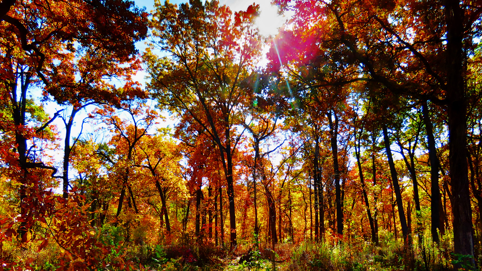 Kennedy Forest | RegenAxe