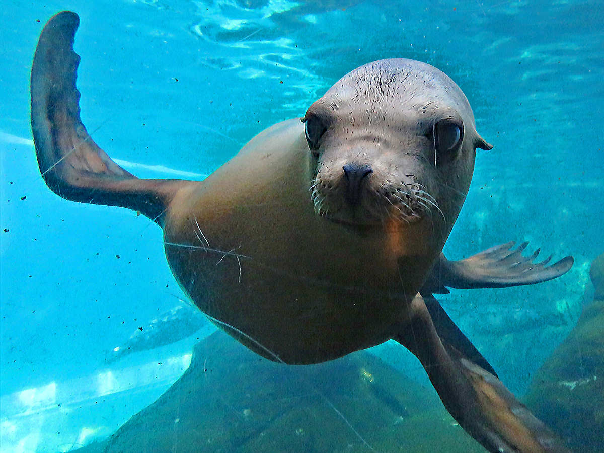 Playful Sea Lion | RegenAxe