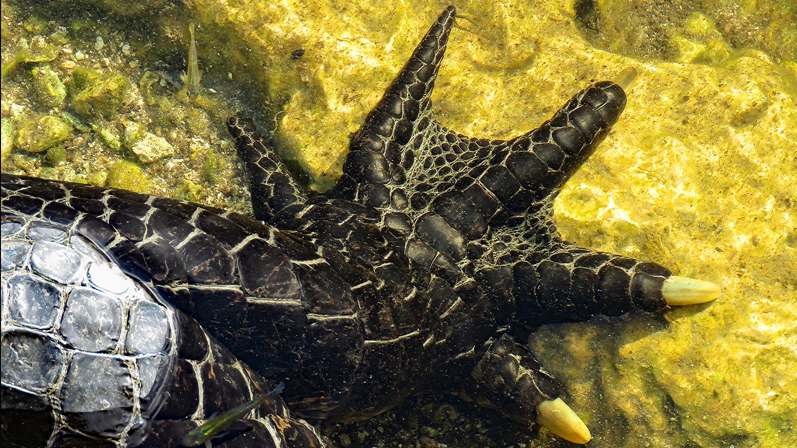 Alligator Claw | RegenAxe