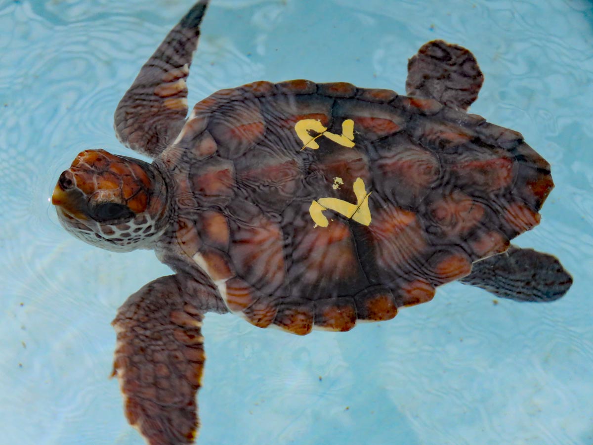 Loggerhead Sea Turtle | RegenAxe