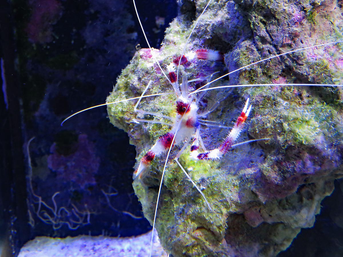 Banded Coral Shrimp | RegenAxe