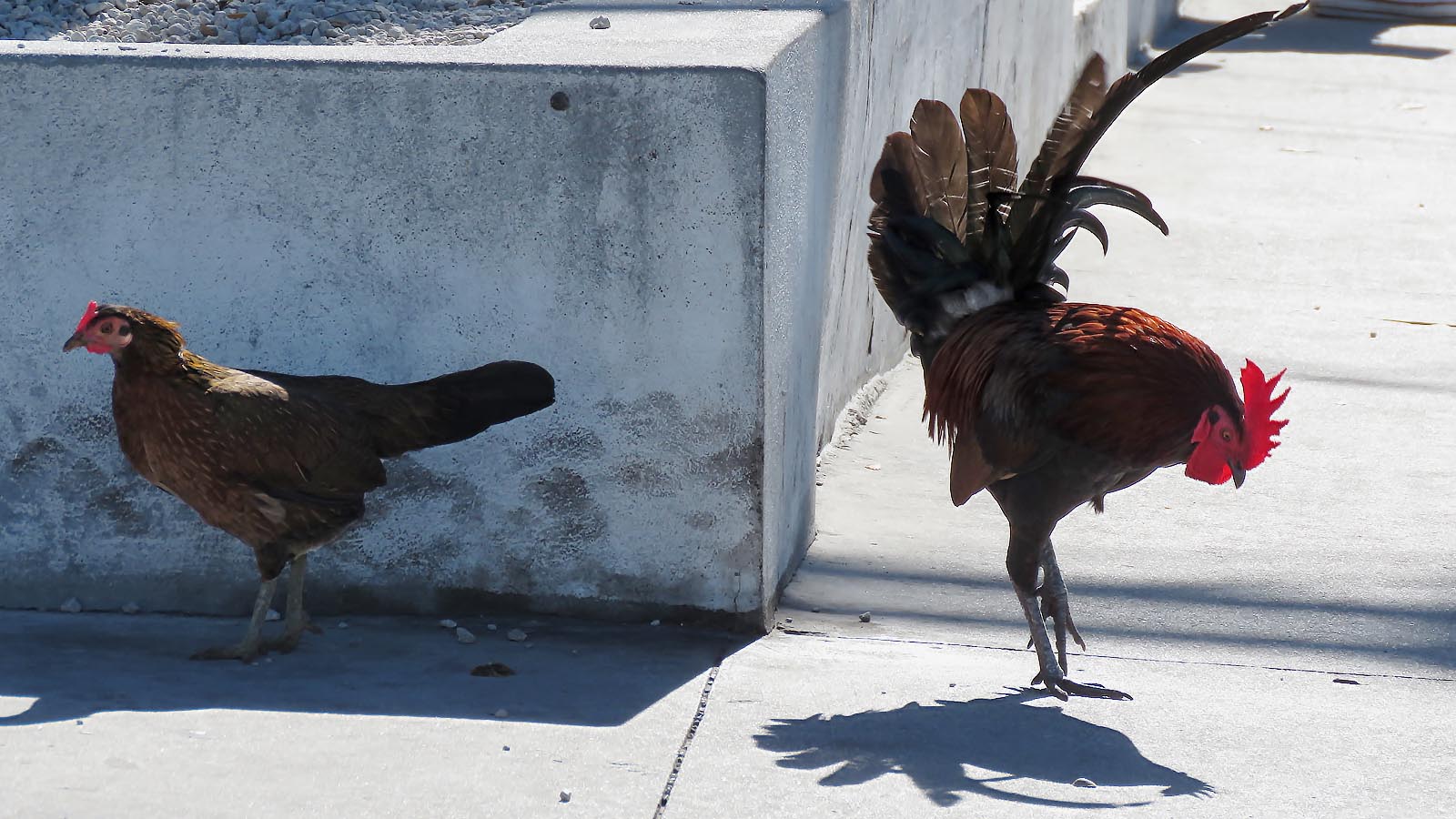 Key West Chickens | RegenAxe