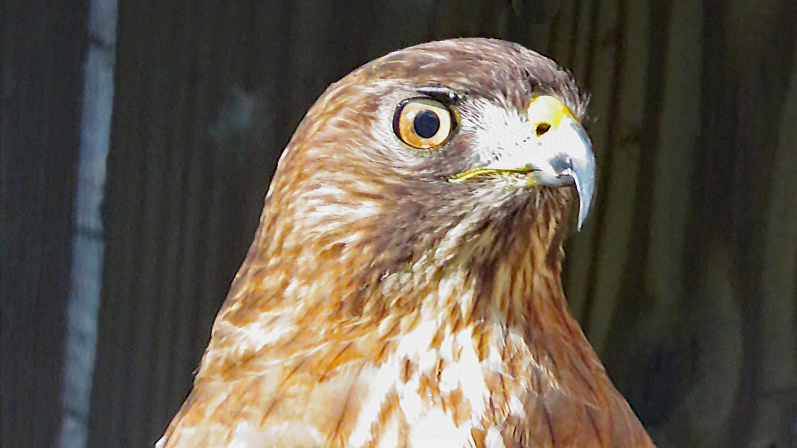Broad-Winged Hawk | RegenAxe