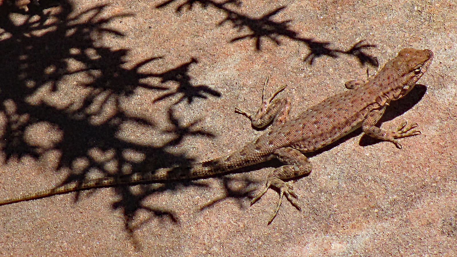 Canyonlands Lizard | RegenAxe