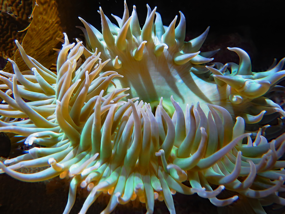 Giant Green Anemone | RegenAxe