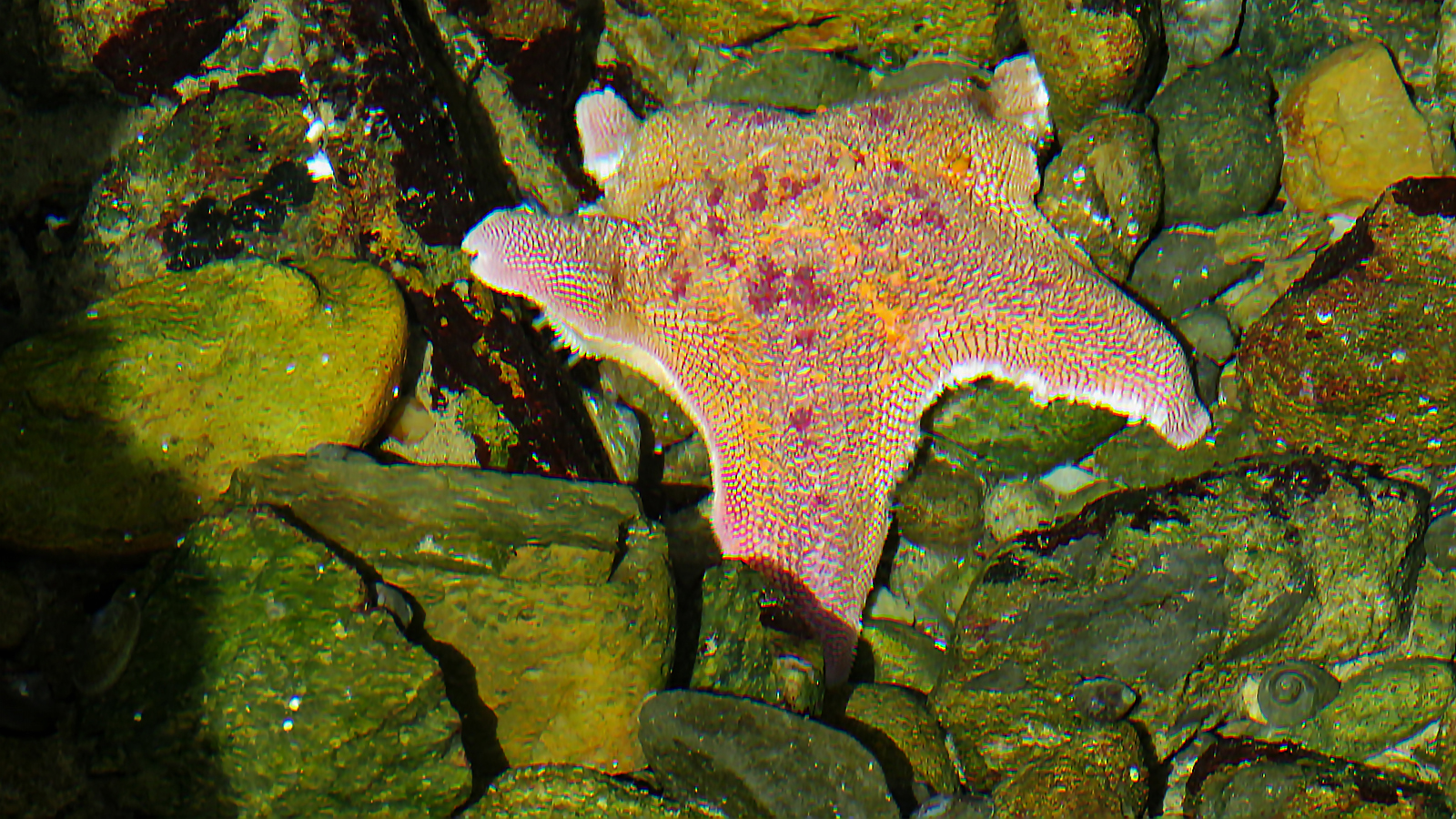 Point Lobos Bat Starfish | RegenAxe