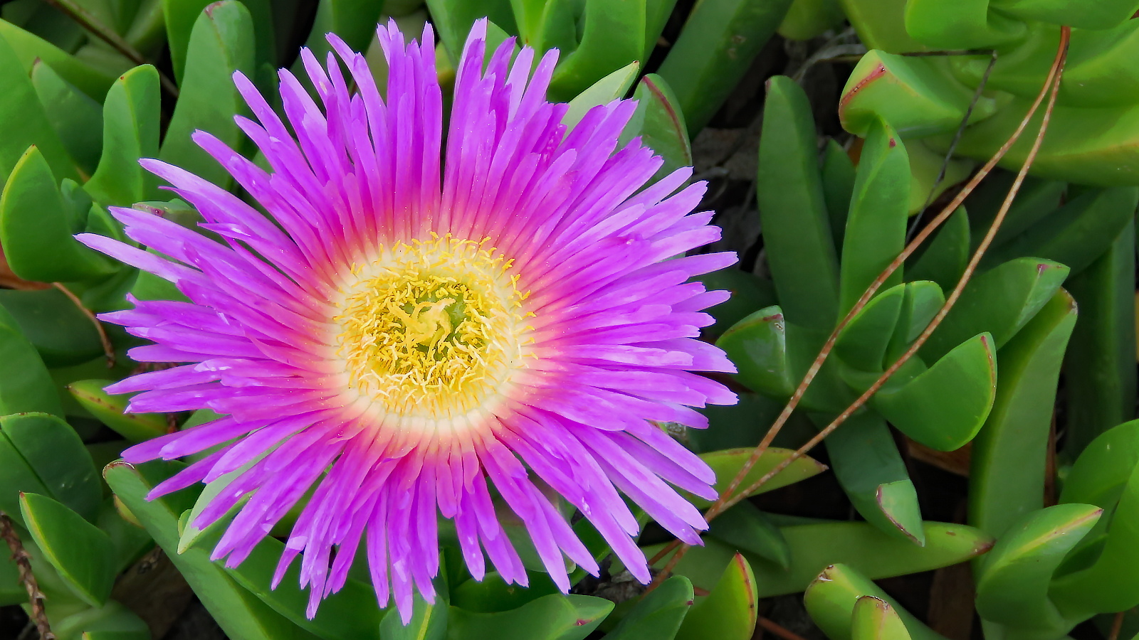 Election Day Recap | RegenAxe