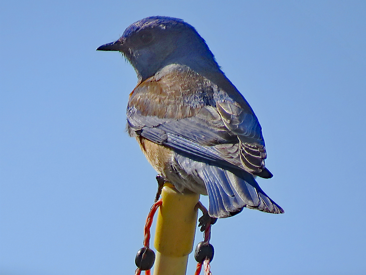 Western Bluebird | RegenAxe