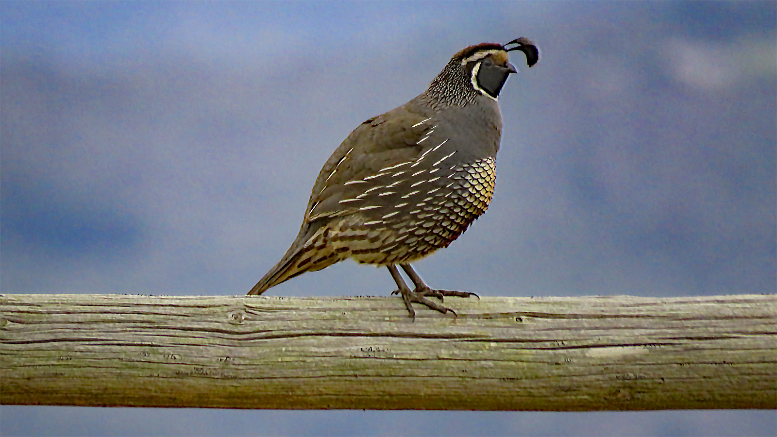 California Quail | RegenAxe
