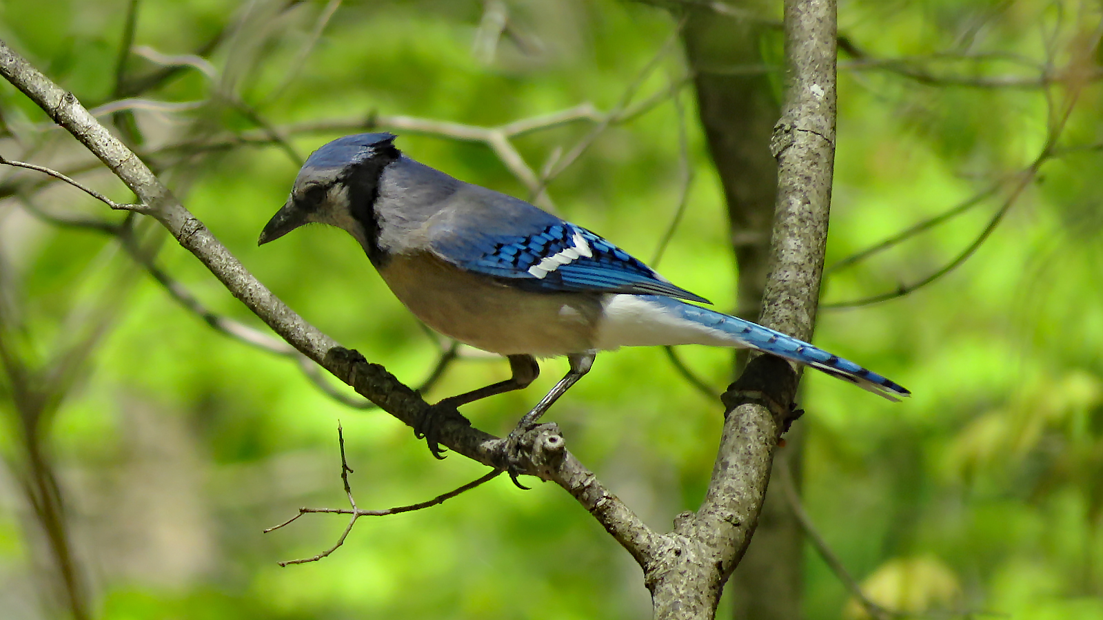 Blue Jay | RegenAxe