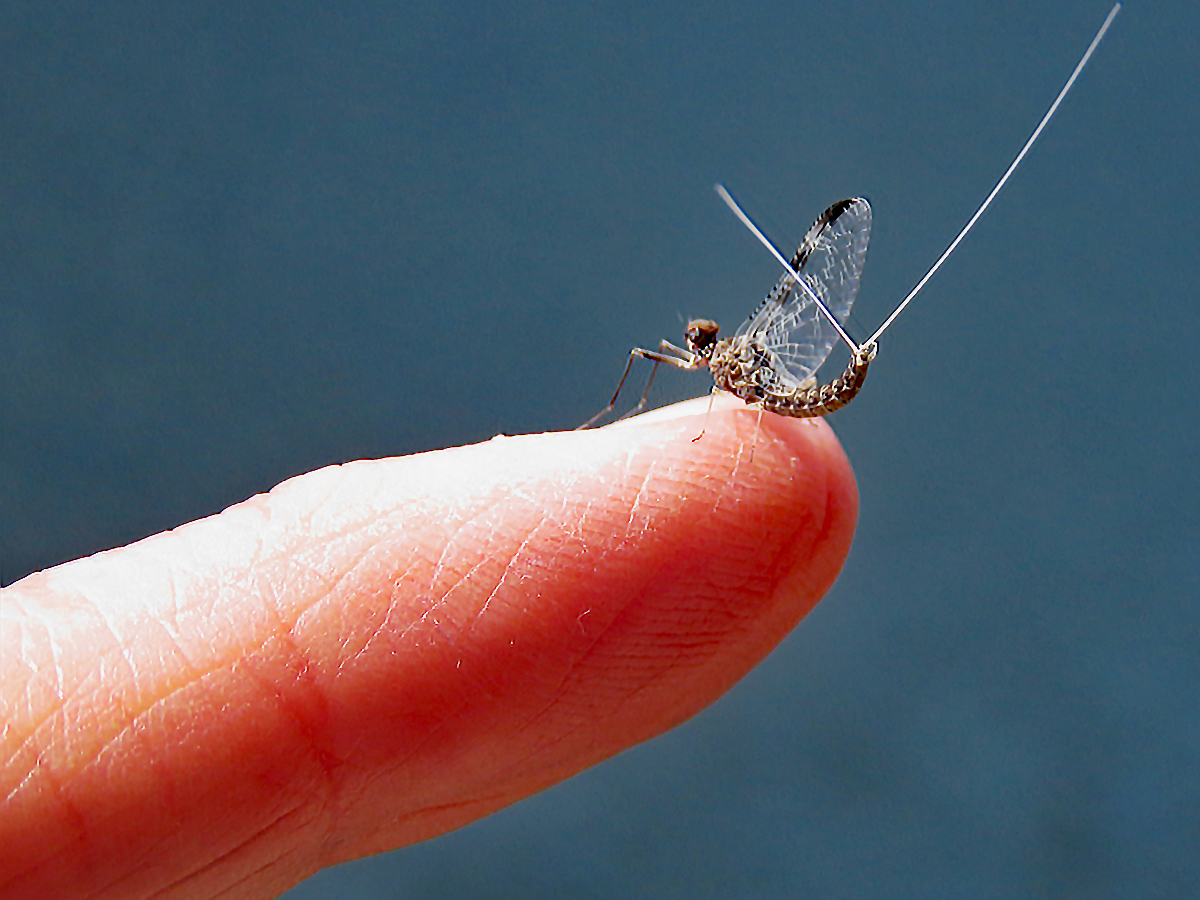 Mountain Mayfly | RegenAxe