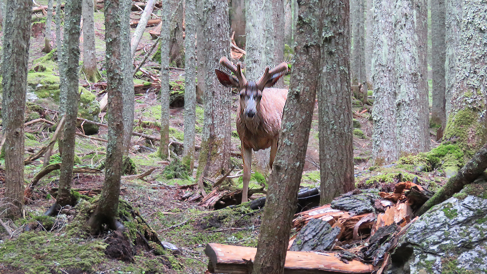 Glacier Mule Deer Buck | RegenAxe