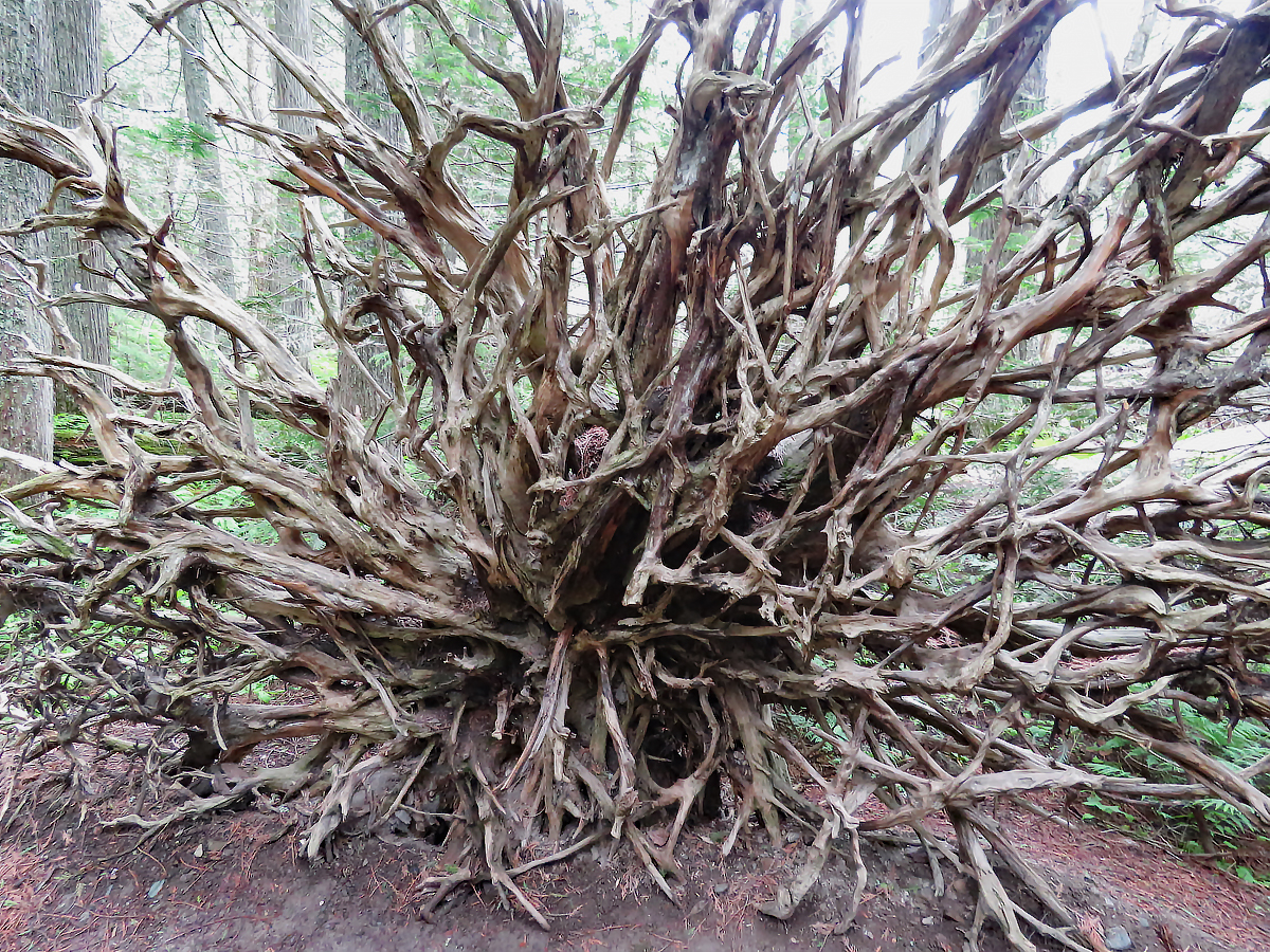 Root Ball | RegenAxe