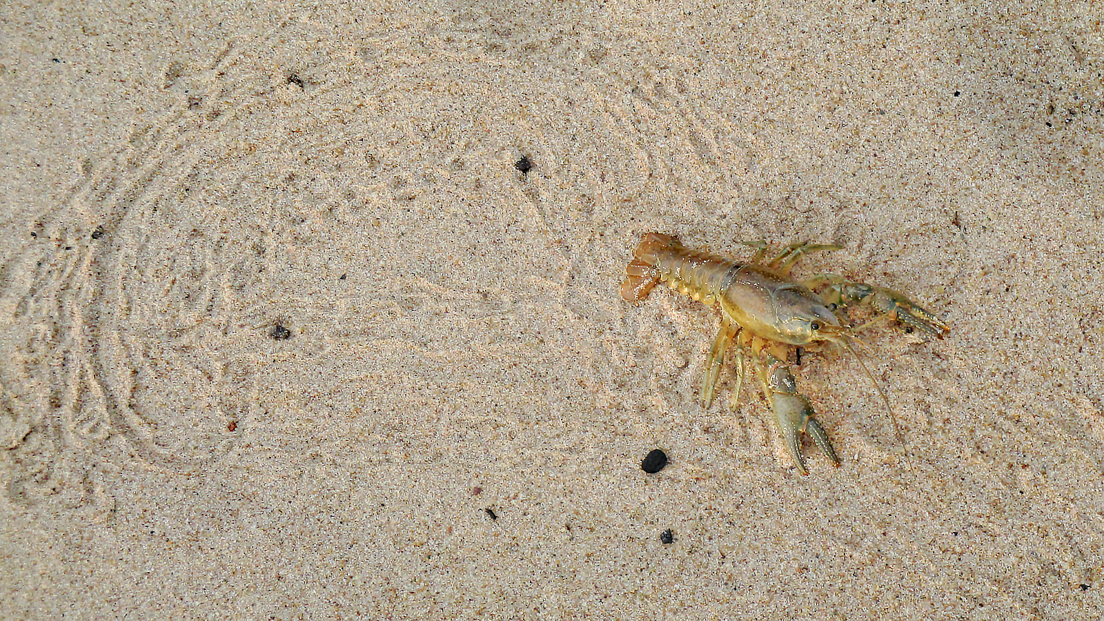 Crayfish Tracks in the Sand | RegenAxe